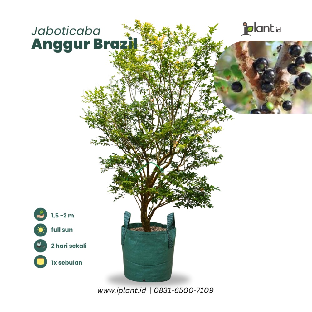 Jaboticaba 1.5m - 2m