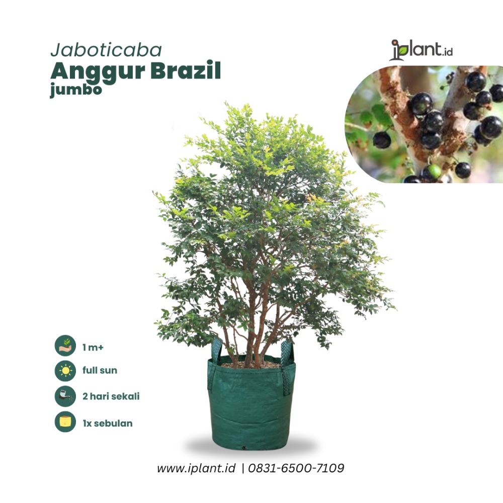 Jaboticaba (Jumbo)