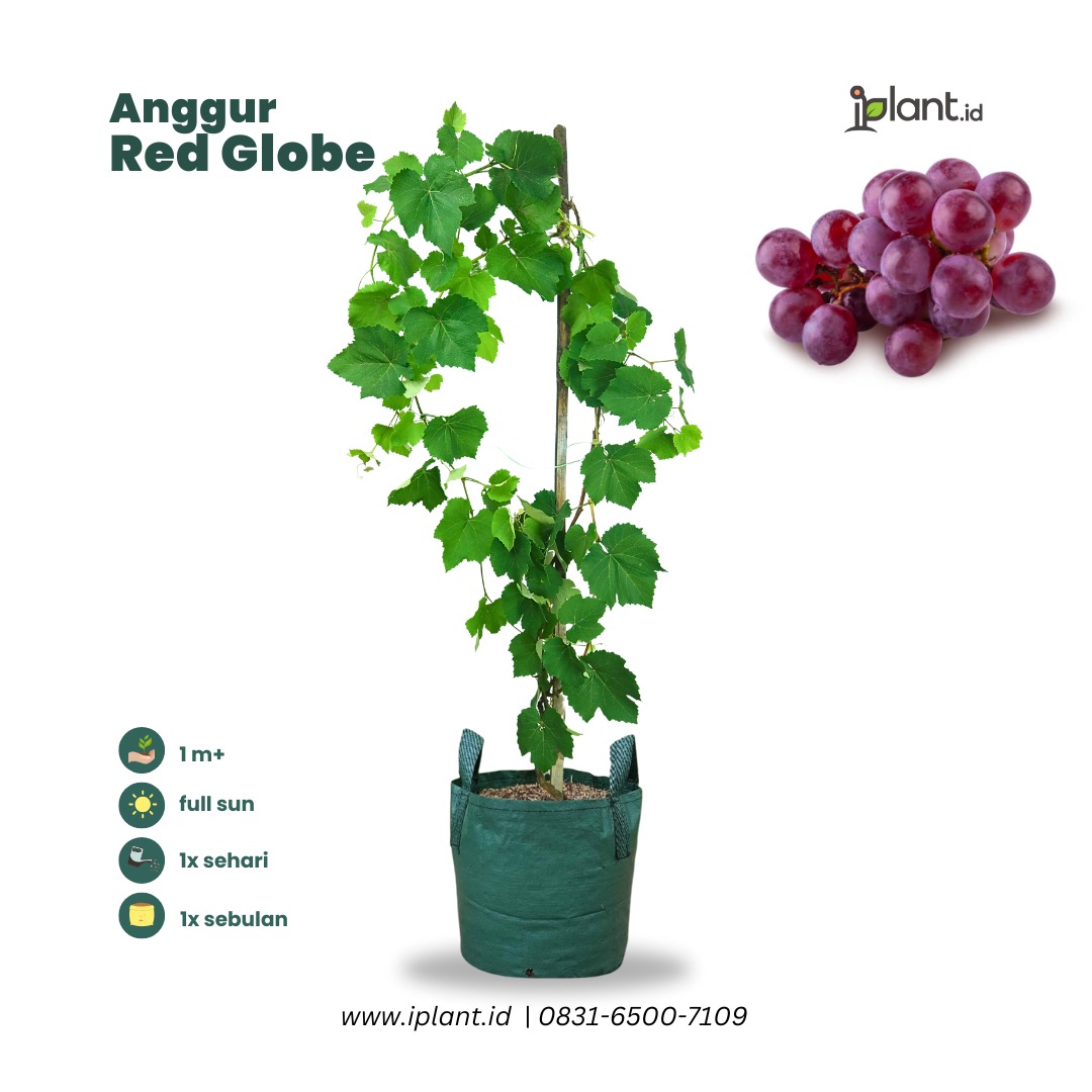 Anggur Red Globe (Jumbo)