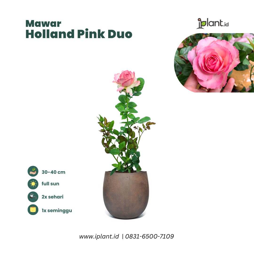 Mawar Pink Duo