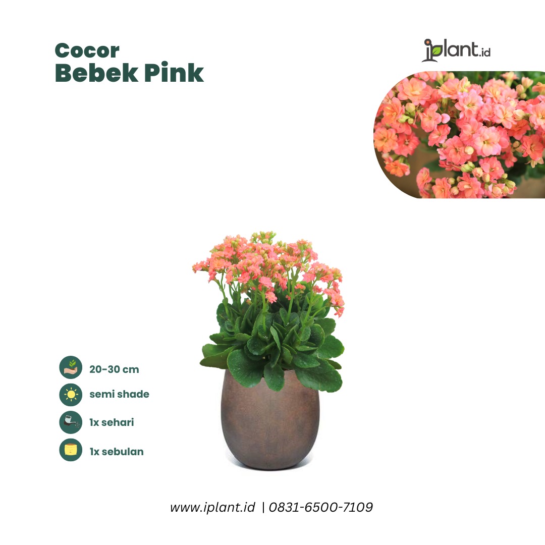 Cocor Bebek Pink