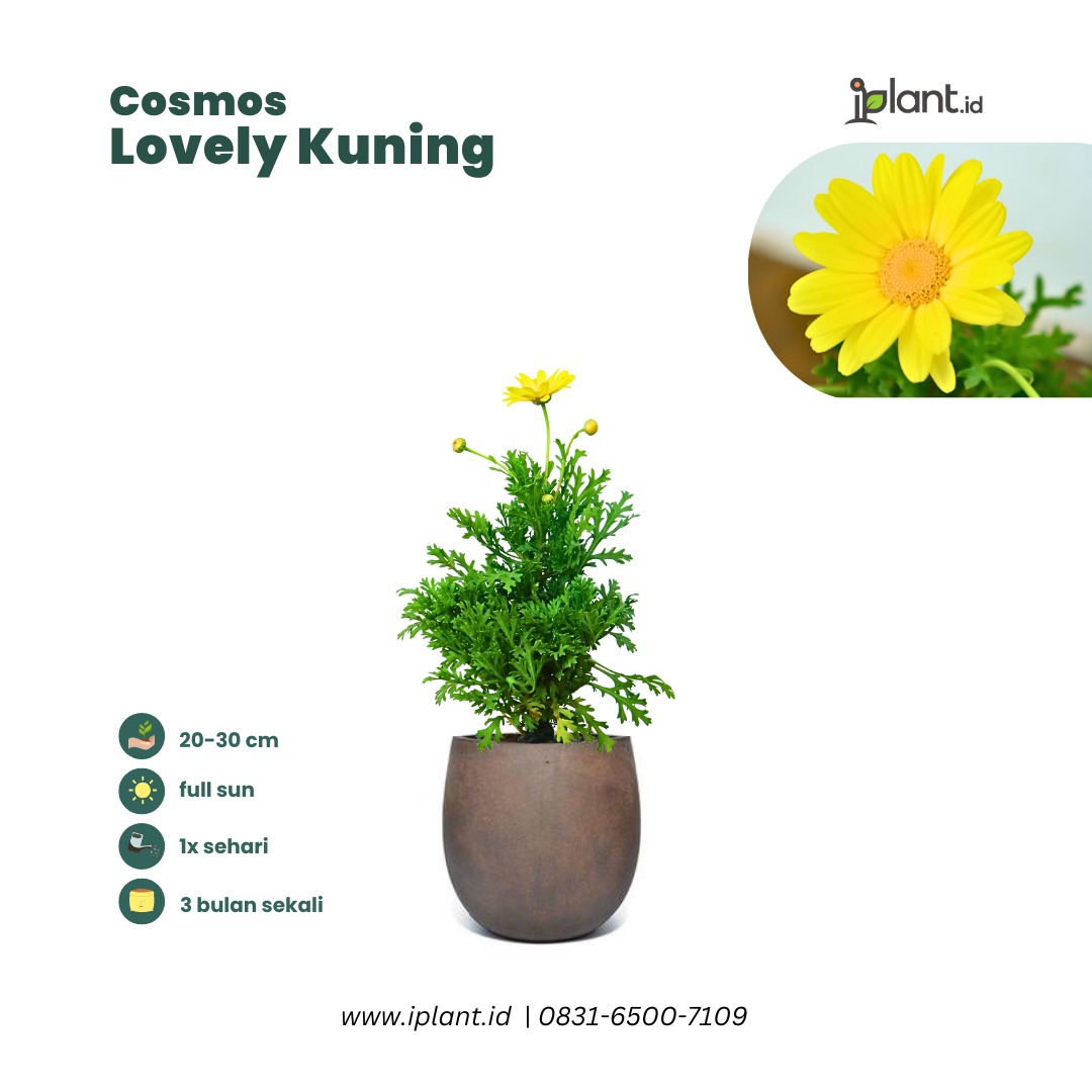 Cosmos Lovely Kuning