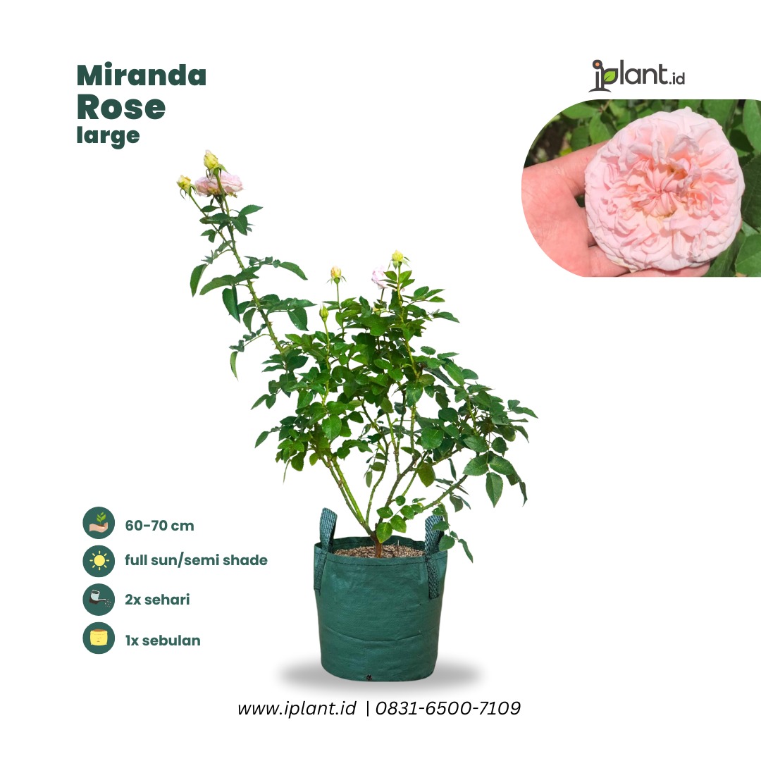 Miranda Rose (Large)