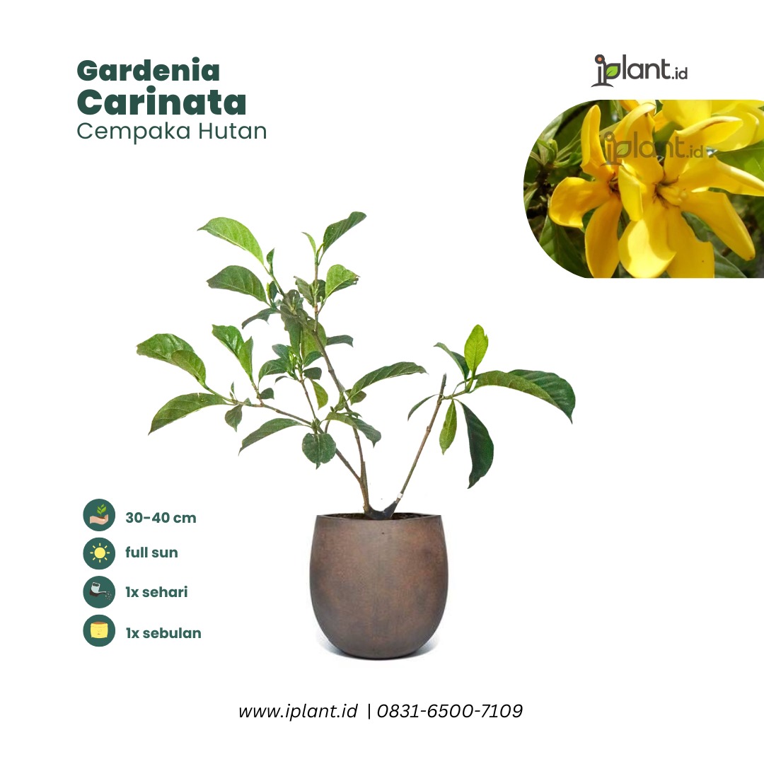 Gardenia Carinata