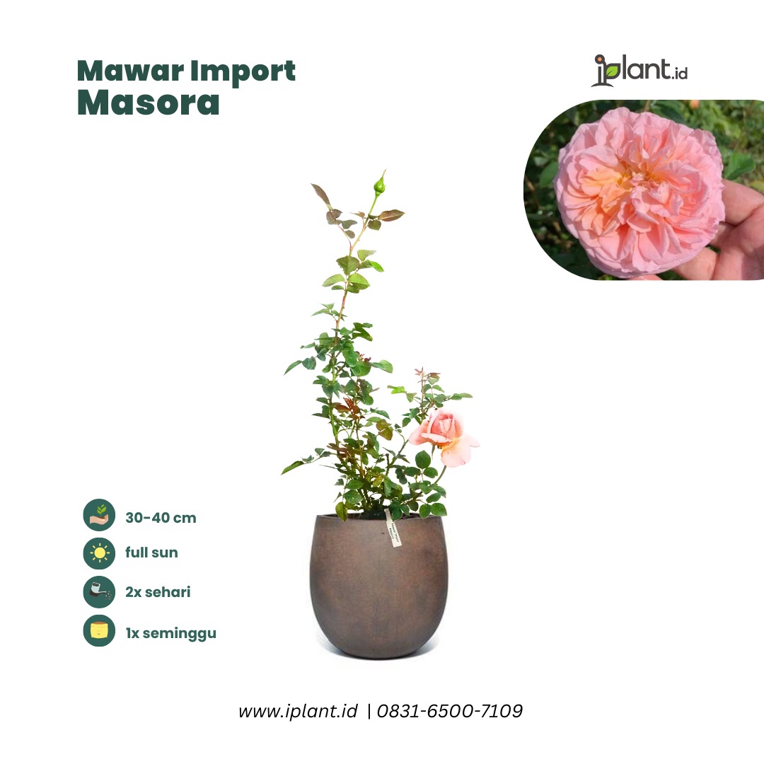 Mawar Import Masora
