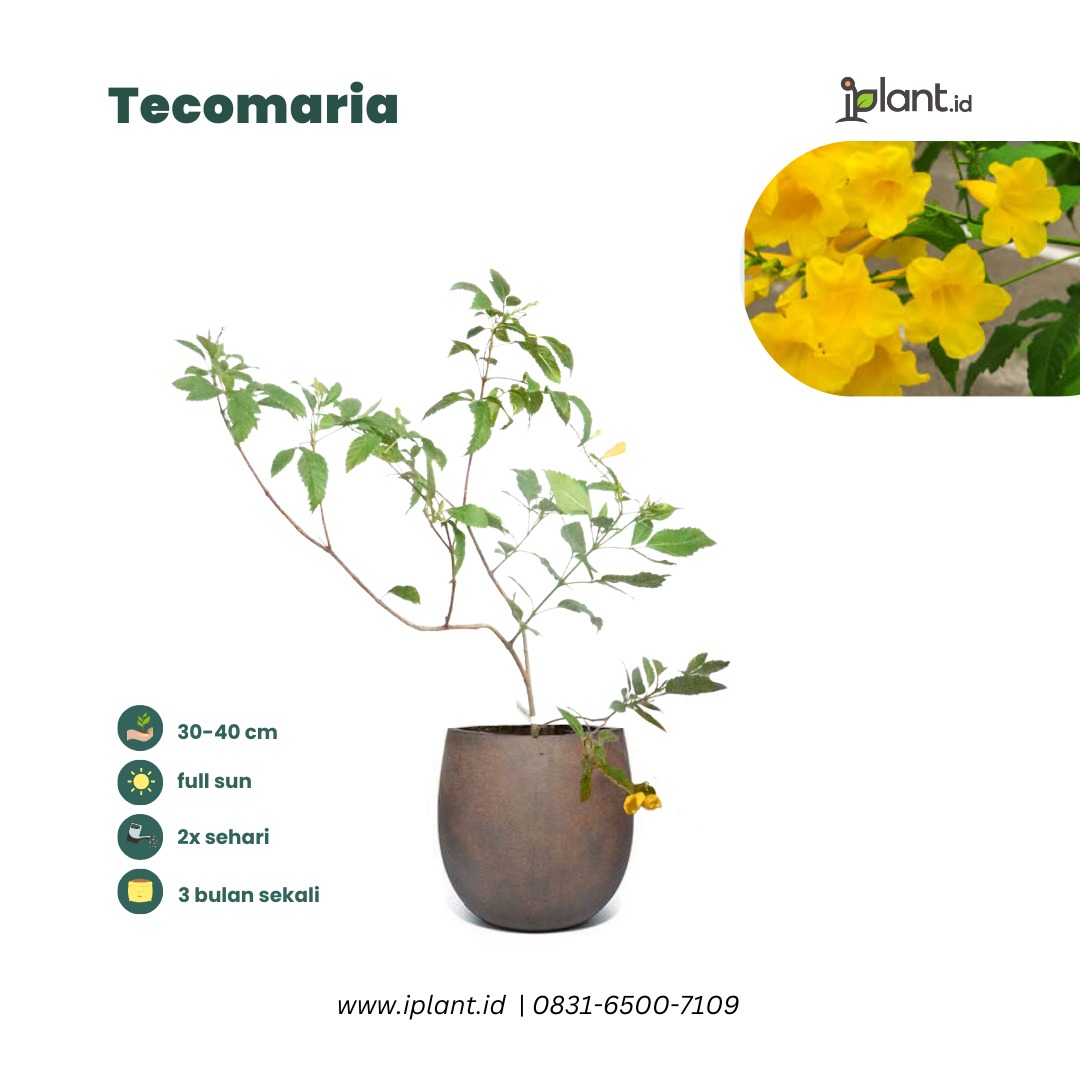 Tecomaria