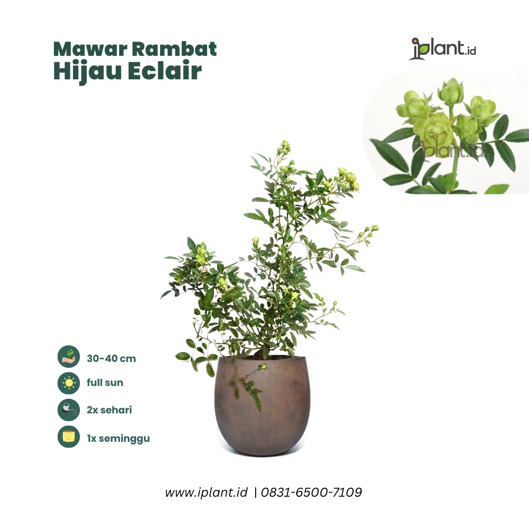 Mawar Rambat Hijau Eclair