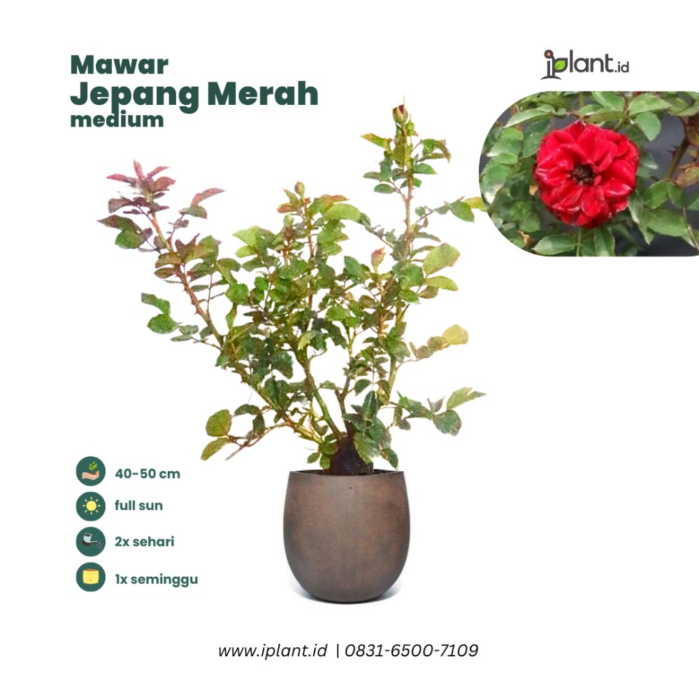 Mawar Jepang Merah (Medium)
