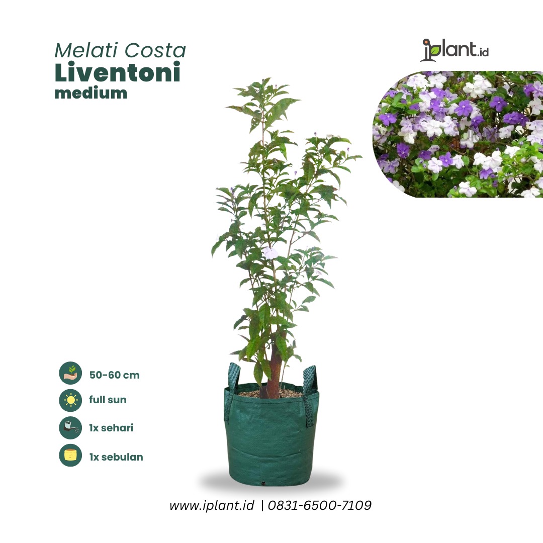 Melati Costa/ Liventoni (Medium)