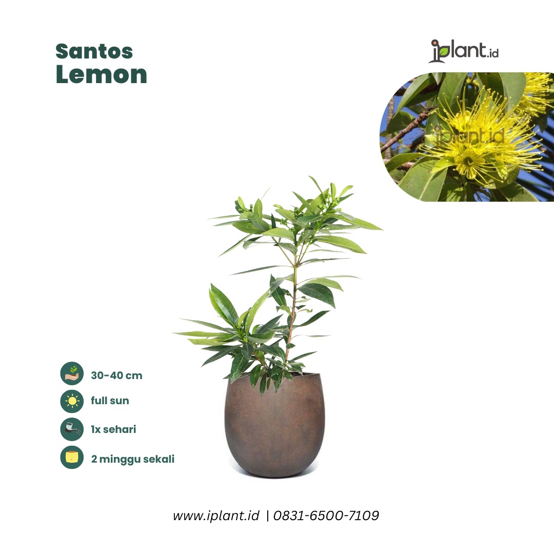 Santos Lemon