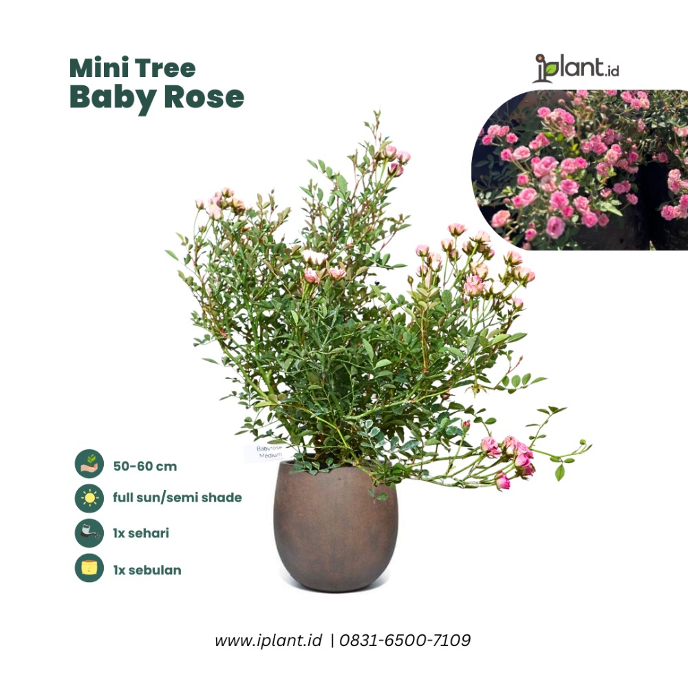 Mini Tree Babyrose