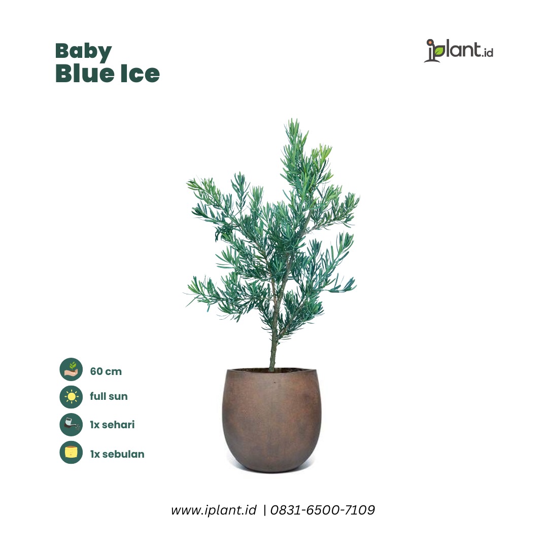 Lohansung Blue Ice 60 cm