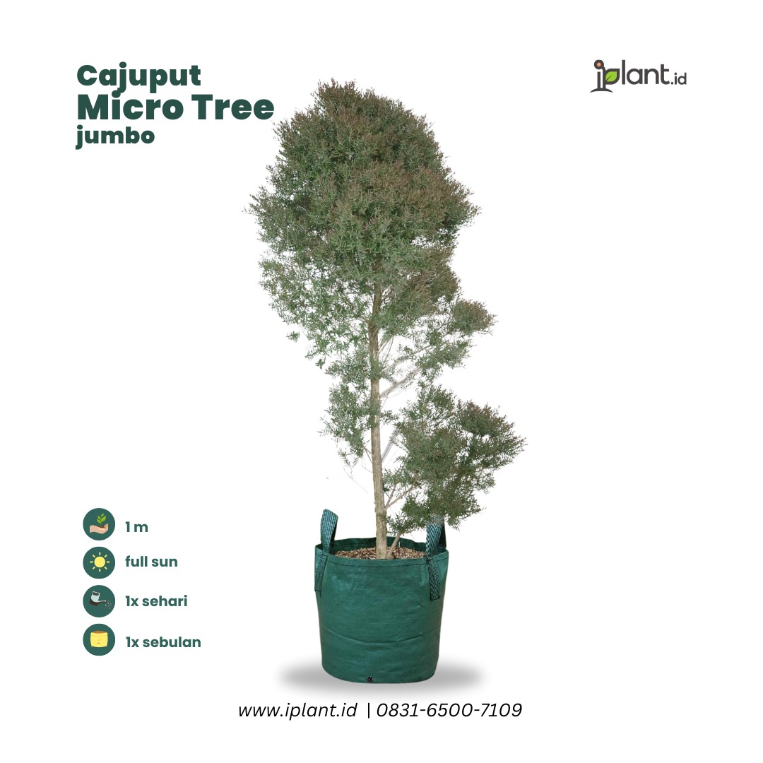 Cajuput Micro Tree (Jumbo)