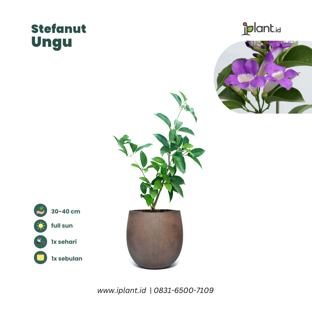 Stefanut Ungu
