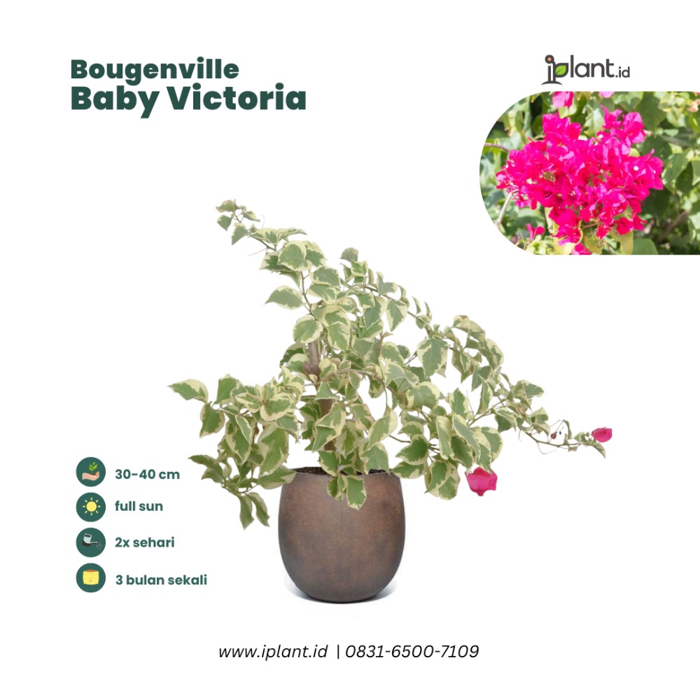 Bougenville Baby Victoria