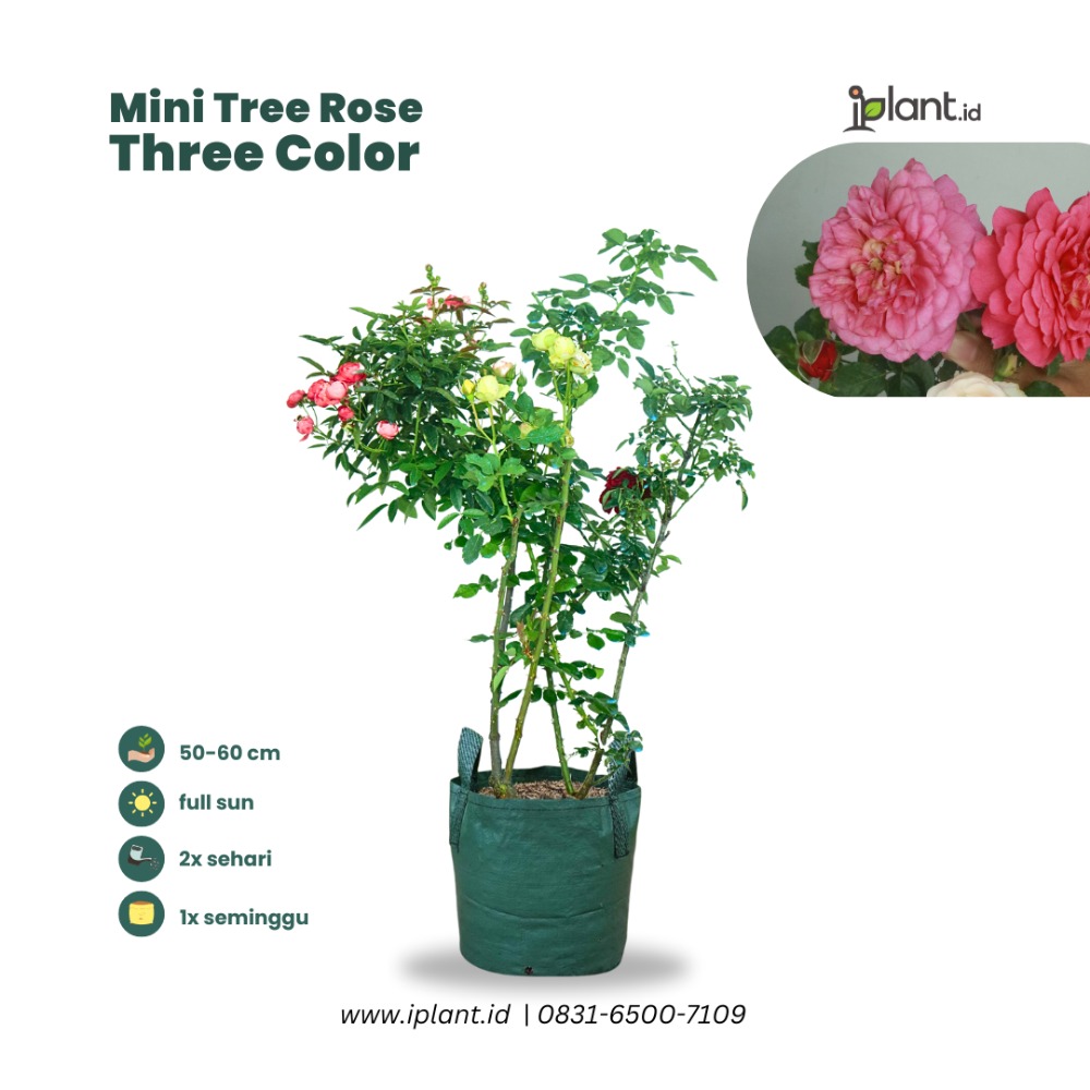 Mini Tree Rose Three Color
