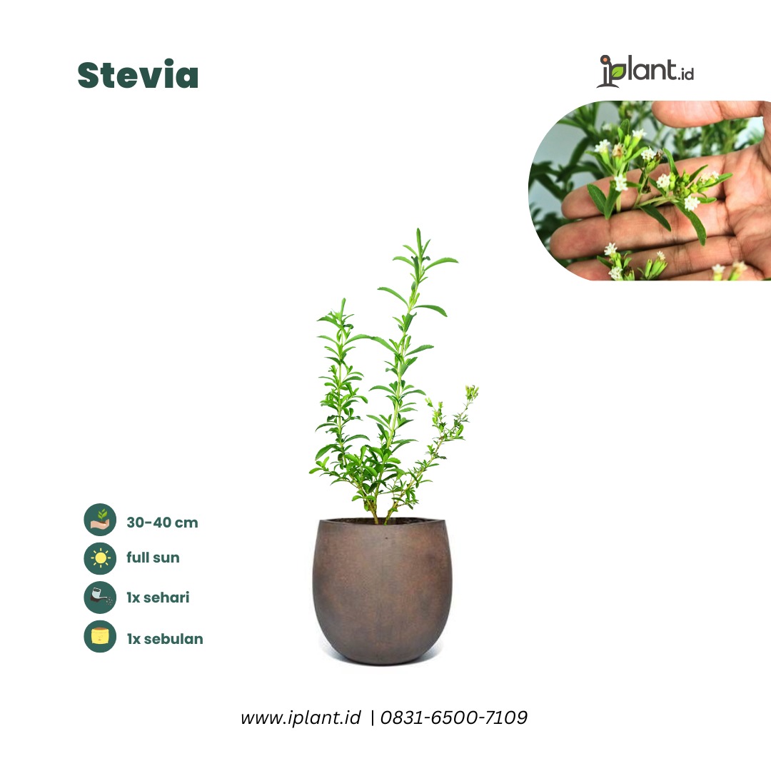 Stevia (Tanaman Herbal)