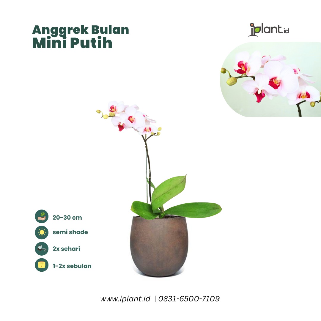 Anggrek Bulan Mini Putih