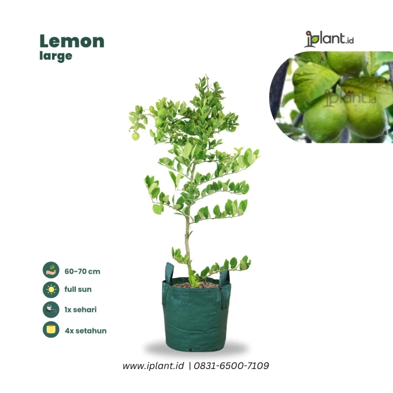 Lemon (Large)