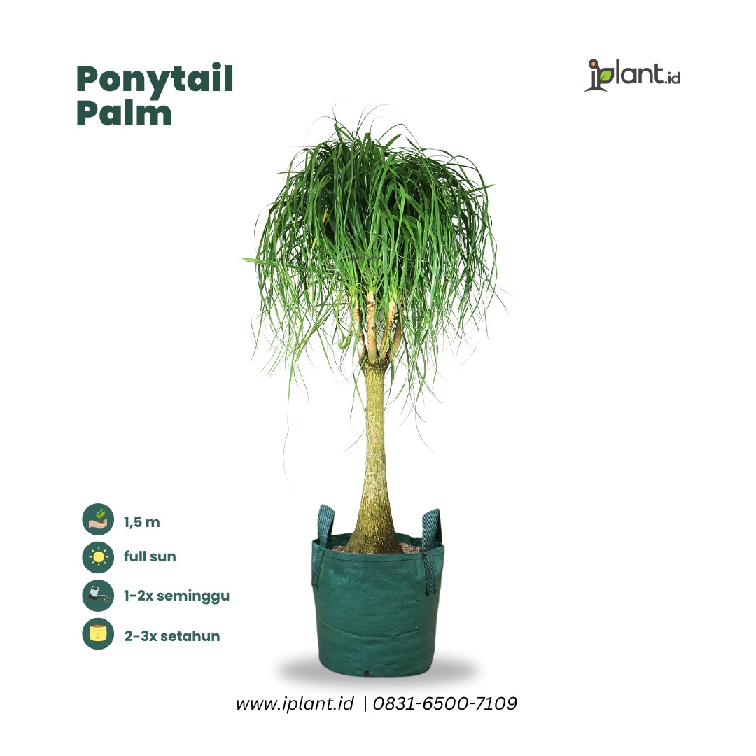 Ponytail Palm