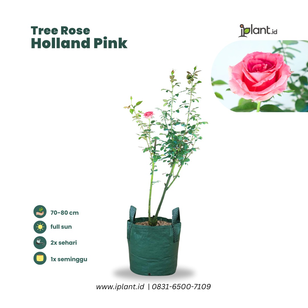 Tree Rose Holland Pink