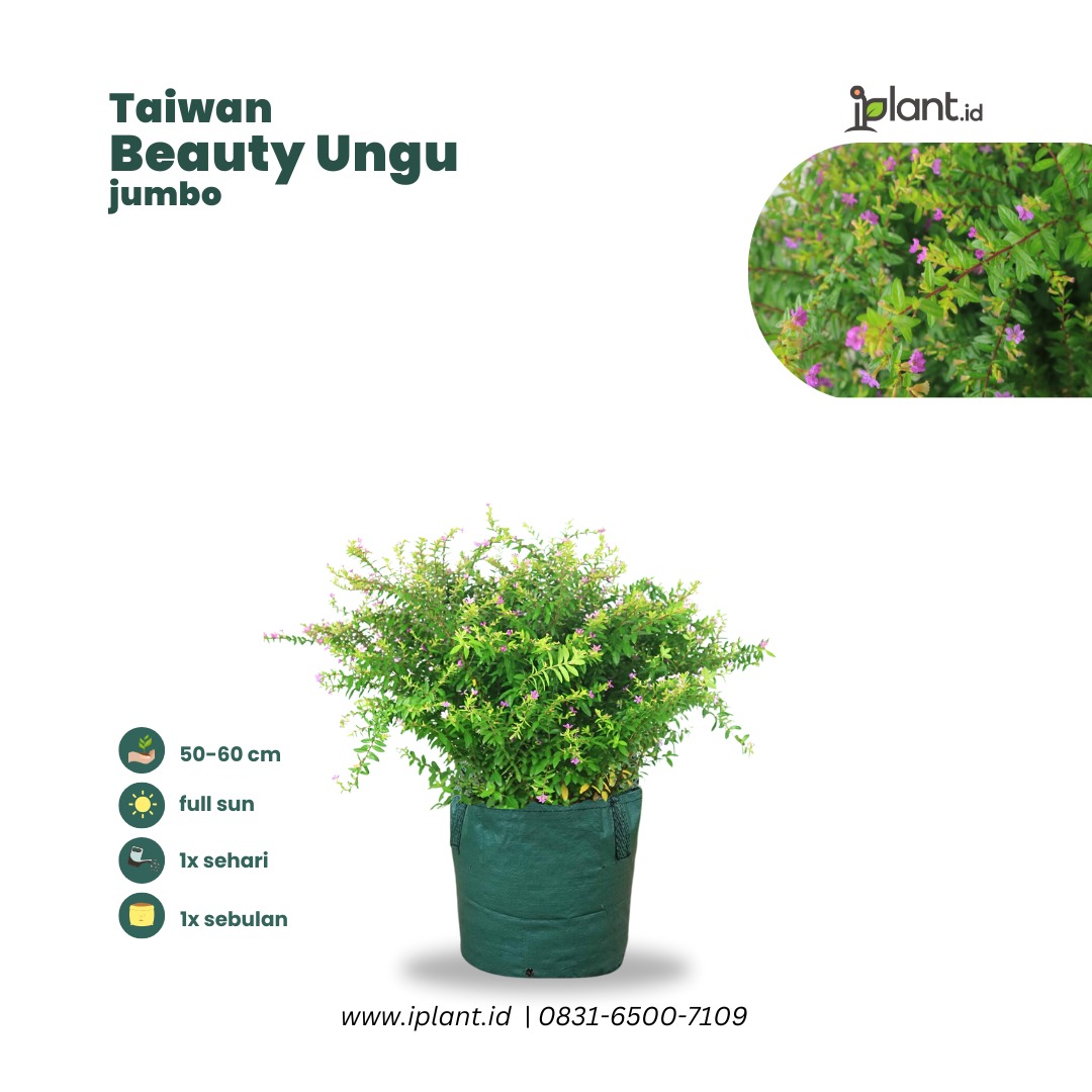 Taiwan Beauty Ungu (Jumbo)