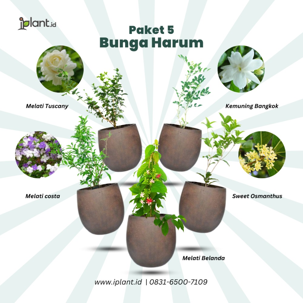 Paket 5 Bunga Harum