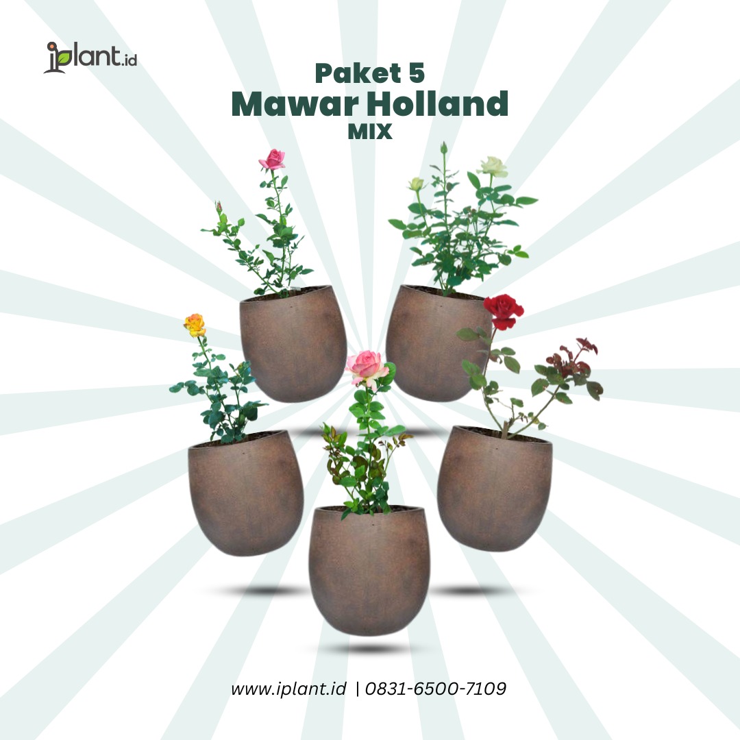 Paket 5 Mawar Holland