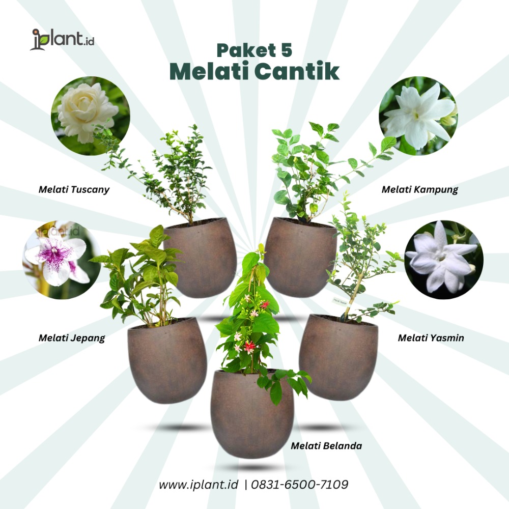 Paket 5 Melati Cantik