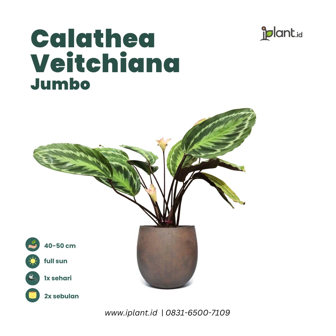 Calathea Veitchiana (Jumbo)