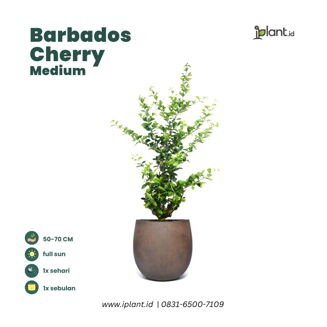 Barbados Cherry Medium