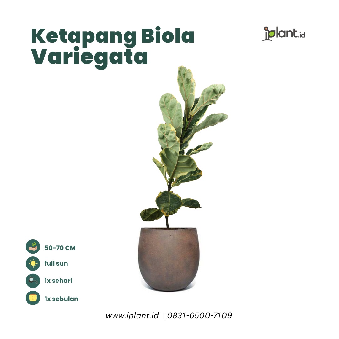 Ketapang Biola Variegata