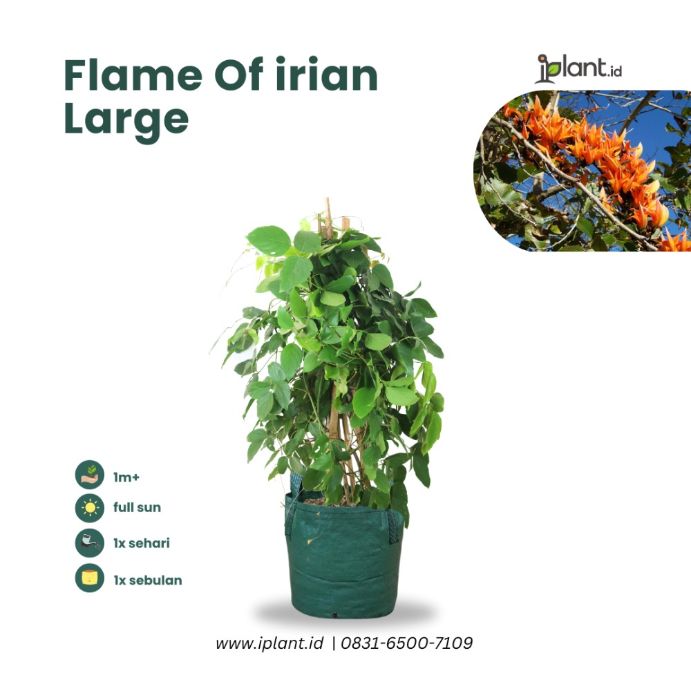 Flame Of irian Large