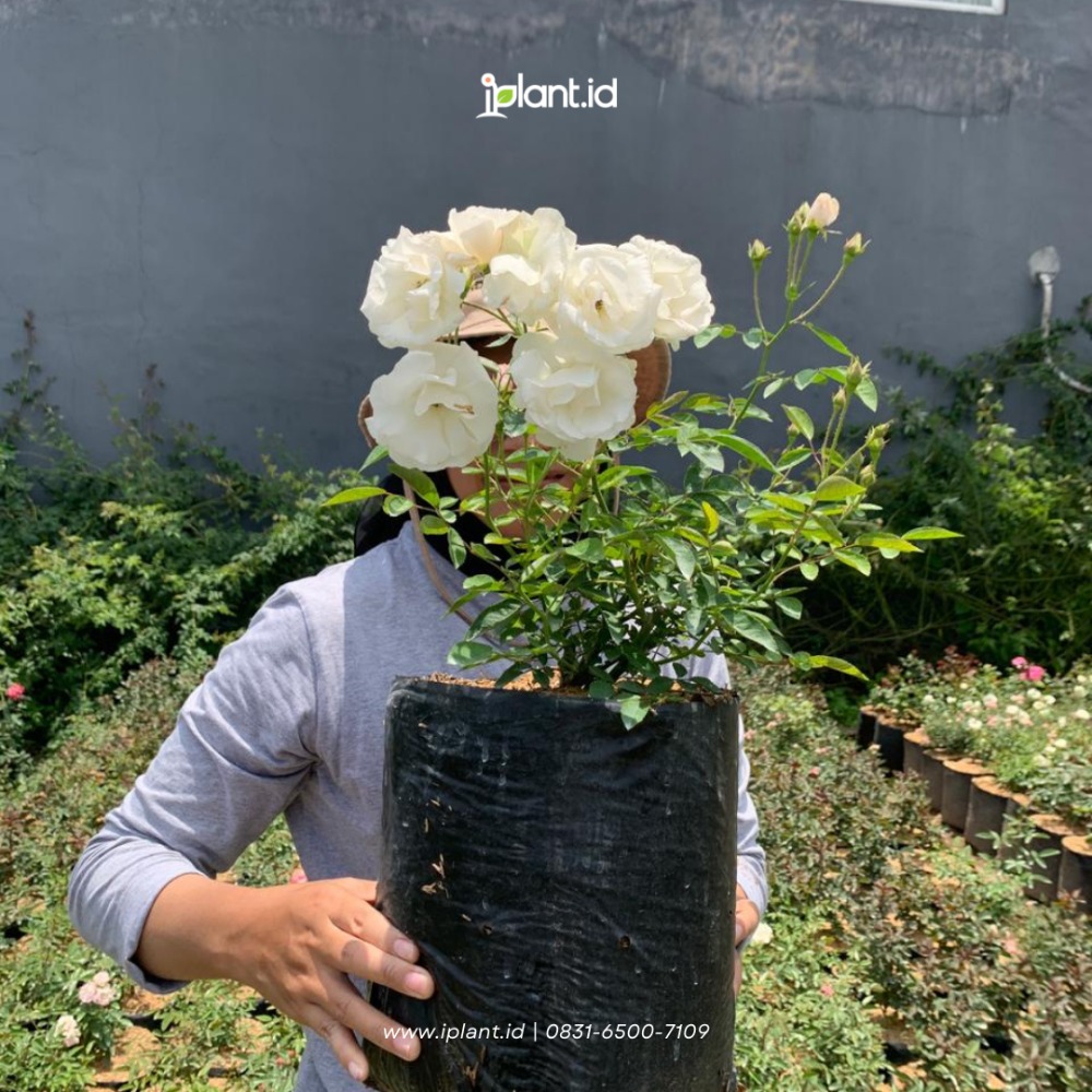 Mawar White Popstar (Medium)