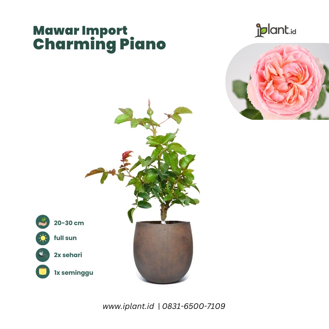 Mawar Impor Charming Piano