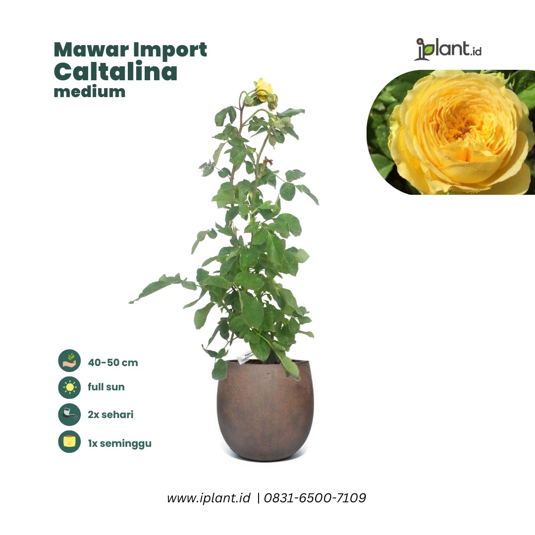 Mawar Impor Caltalina (Medium)