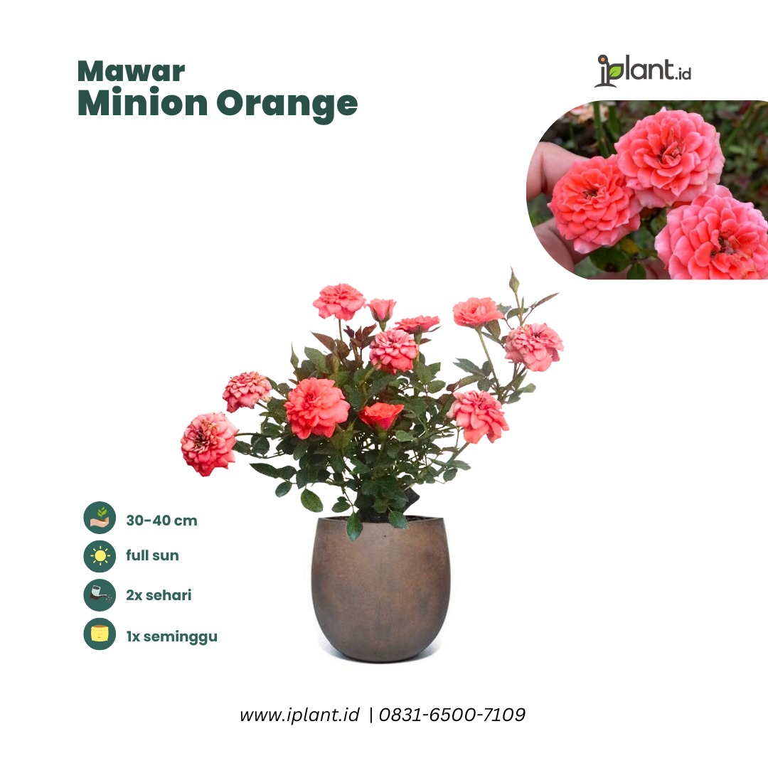 Mawar Import Minion Orange