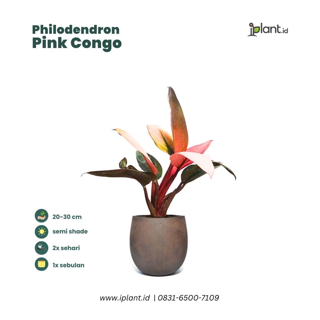 Philo Pink Congo