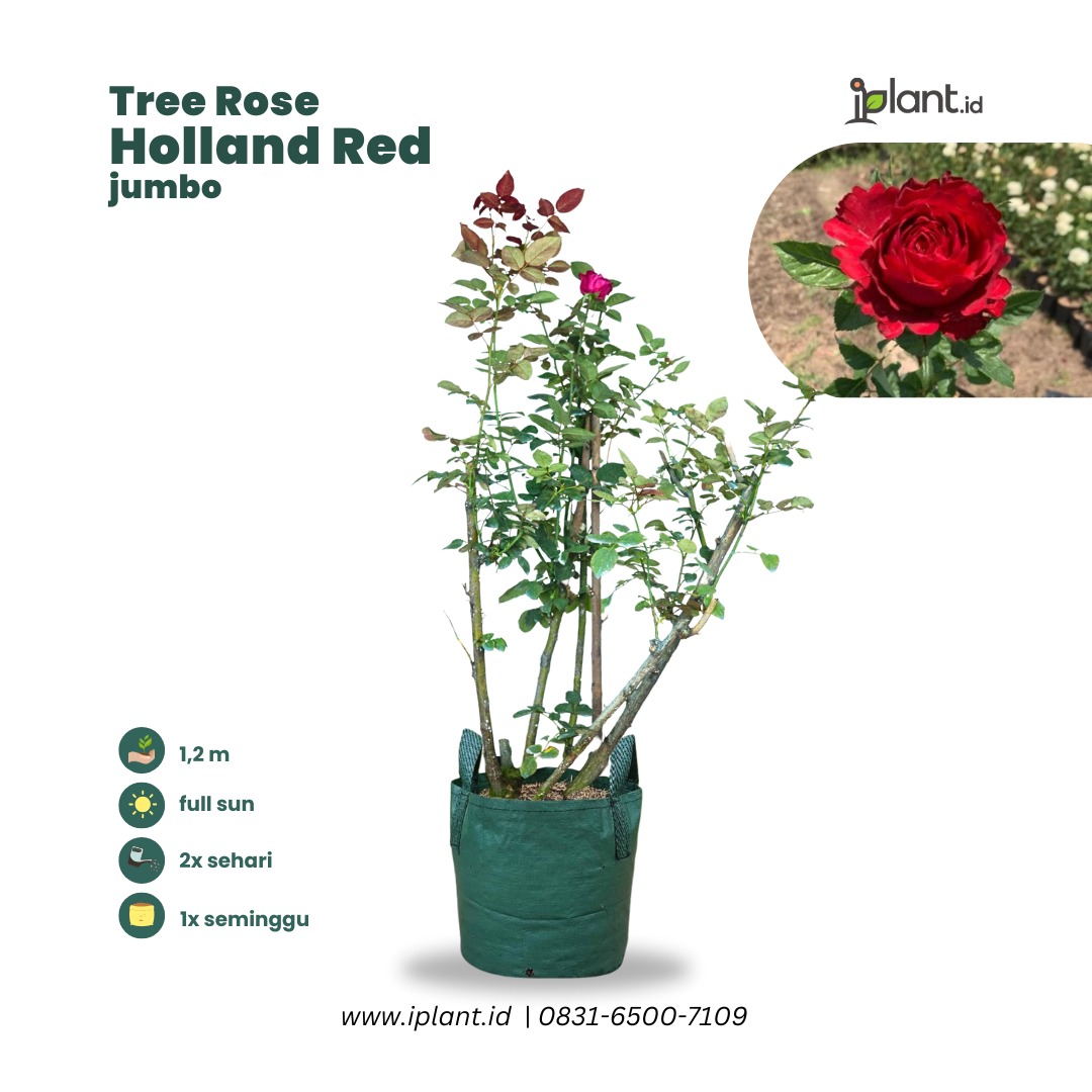 Tree Rose Holland Red (Jumbo)