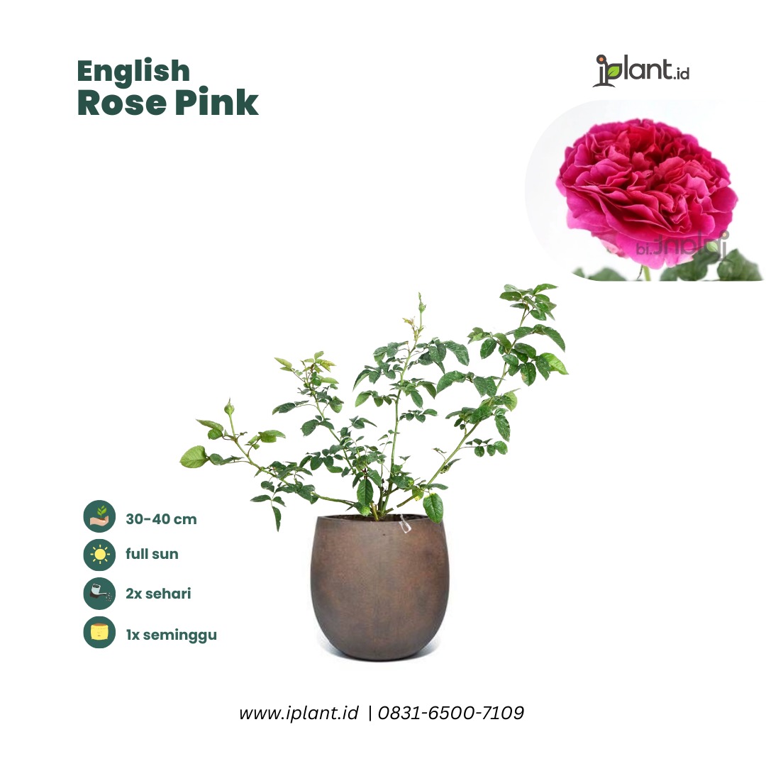 Mawar Impor English Rose/Kate