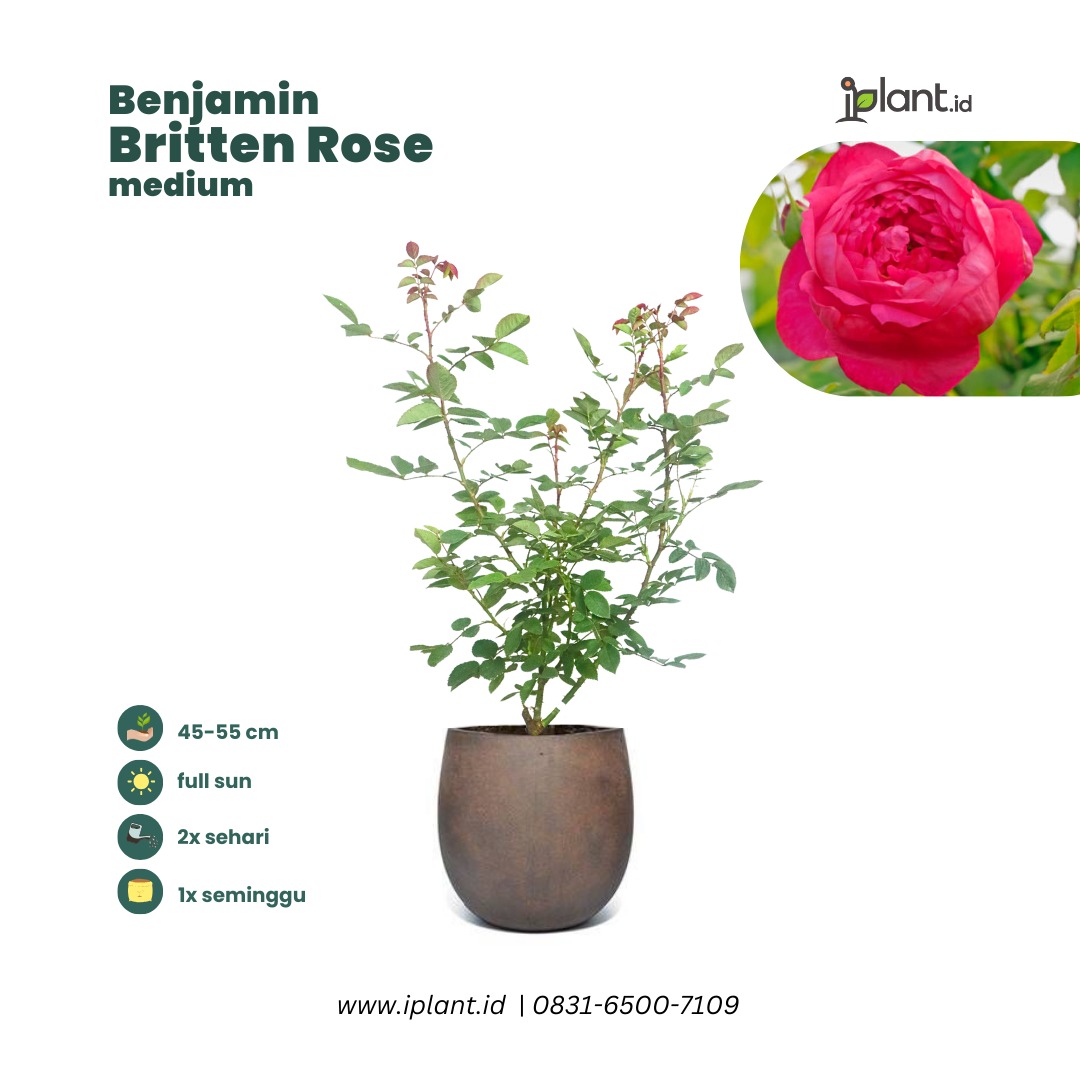 Benjamin Britten Rose (Medium)