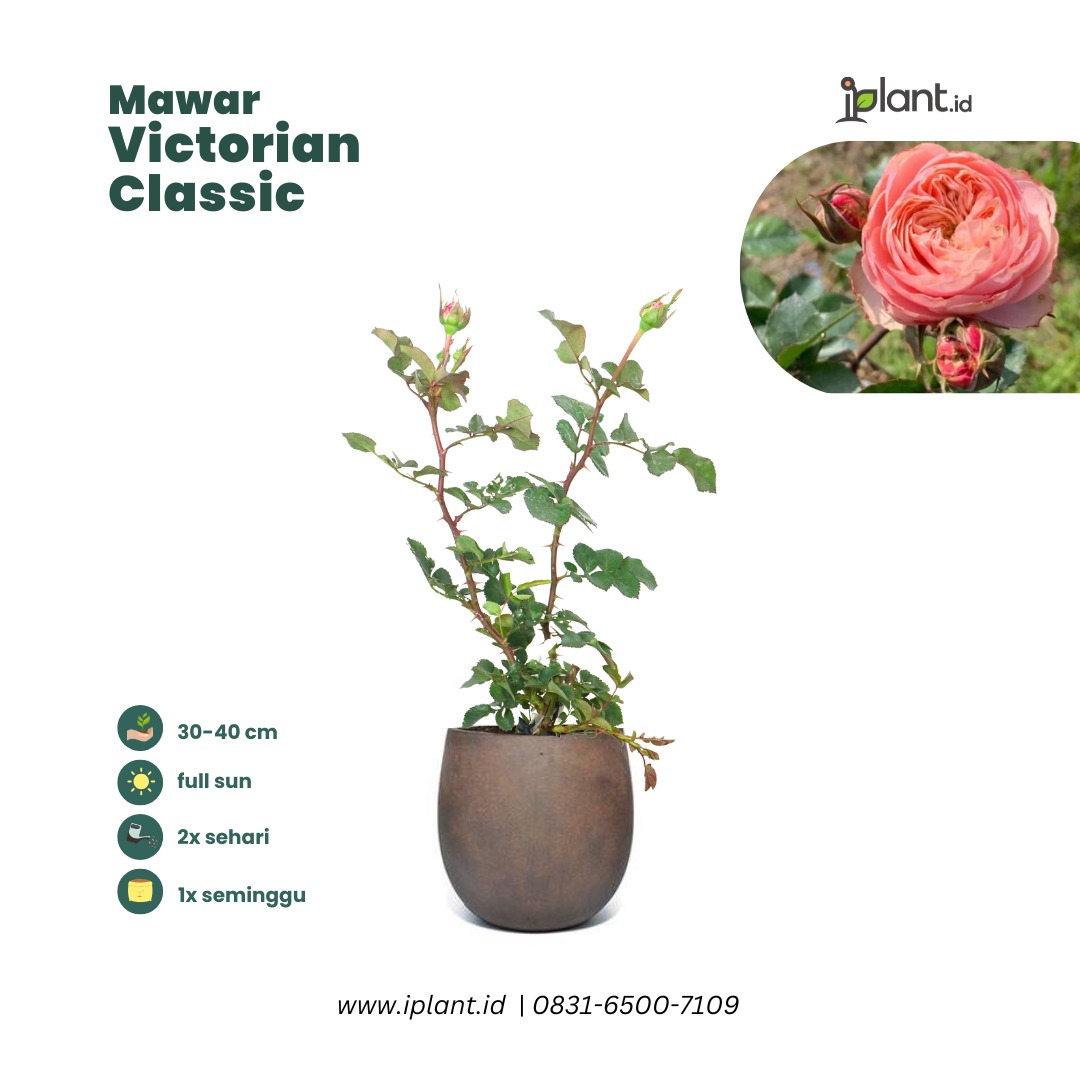 Mawar Import Victorian Classic