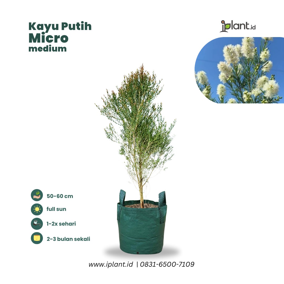 Kayu Putih Micro (Medium)