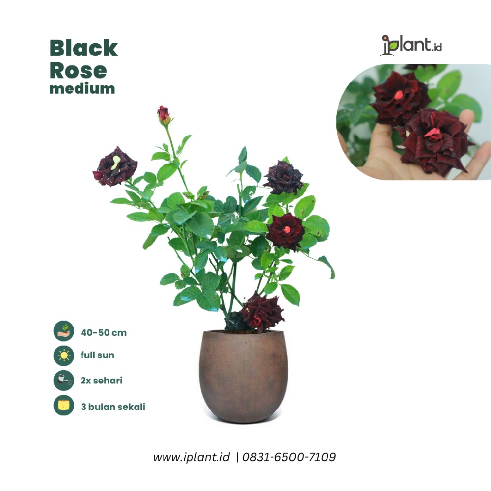 Mawar Black Rose (Medium)