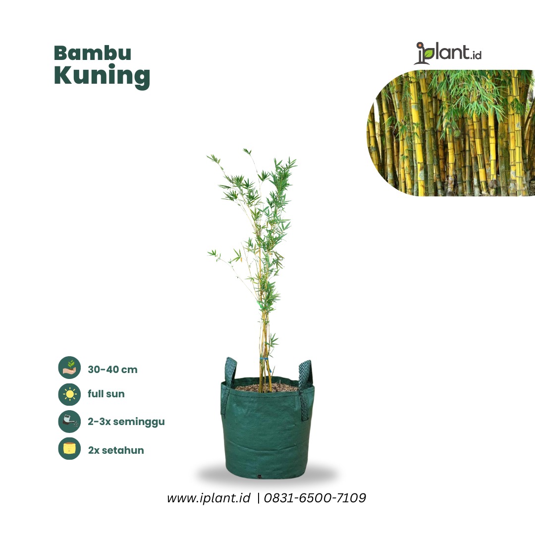 Bambu Kuning