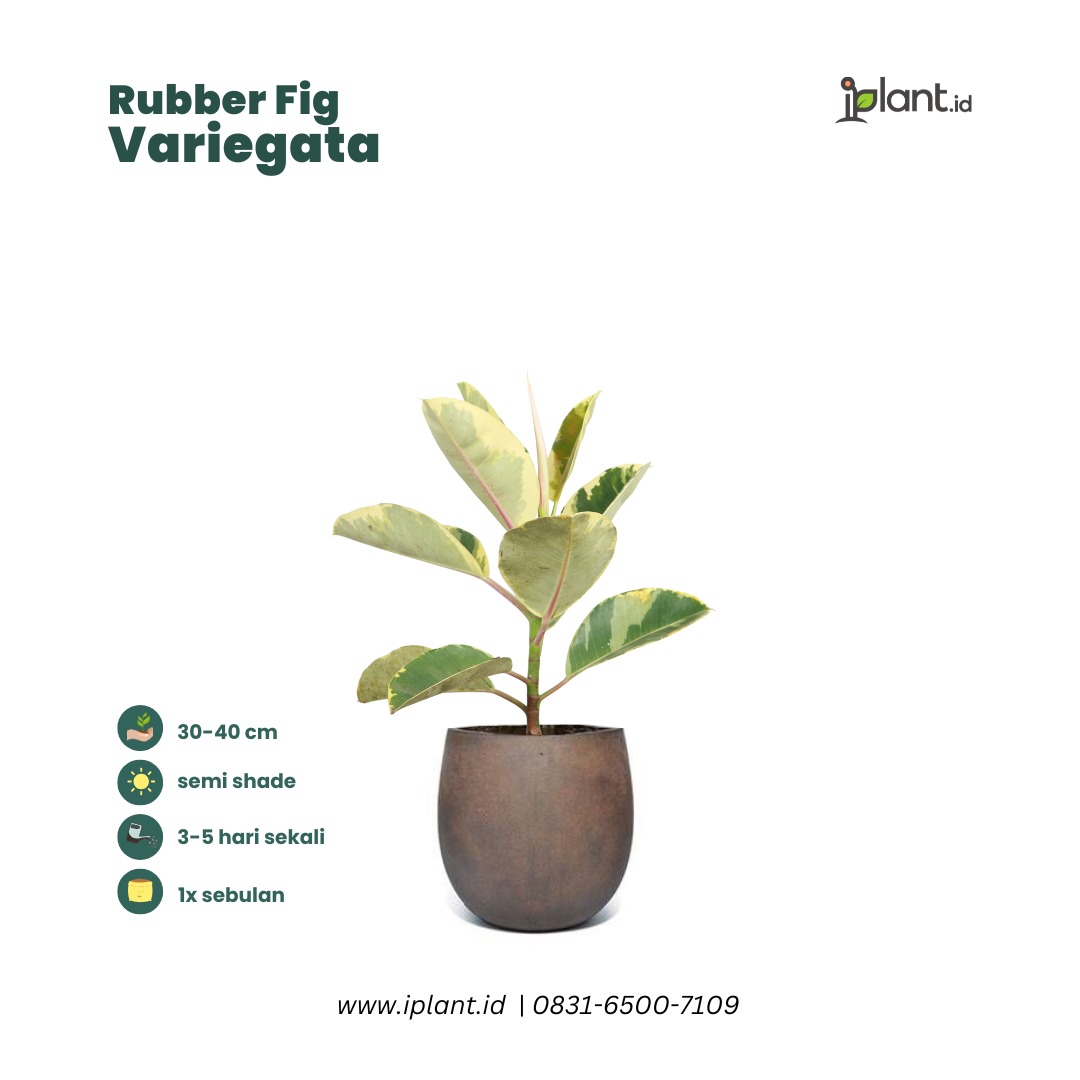 Rubber Fig Variegata/ Ficus Elastica Variegata
