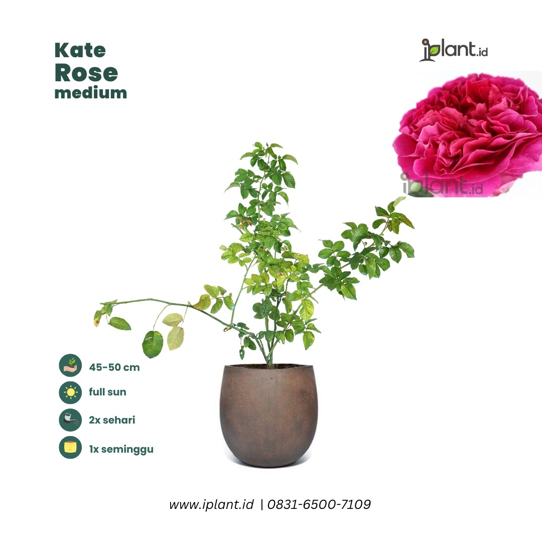 Kate Rose (Medium)