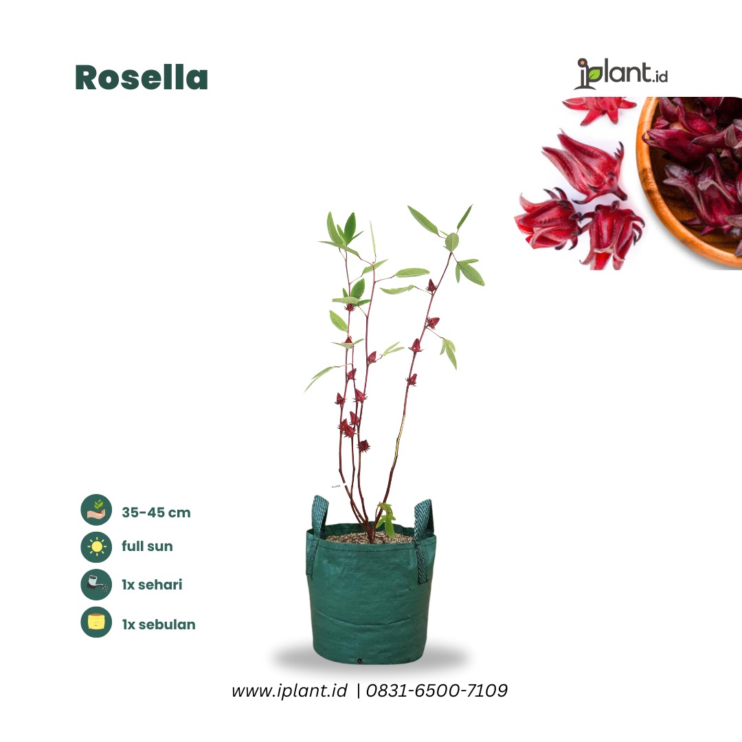 Rosella
