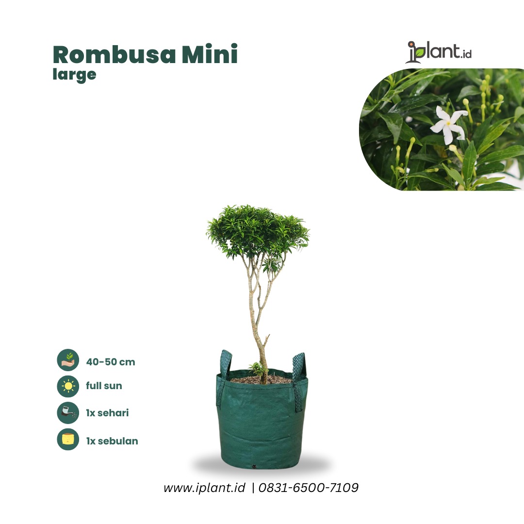 Rombusa Mini (Large)