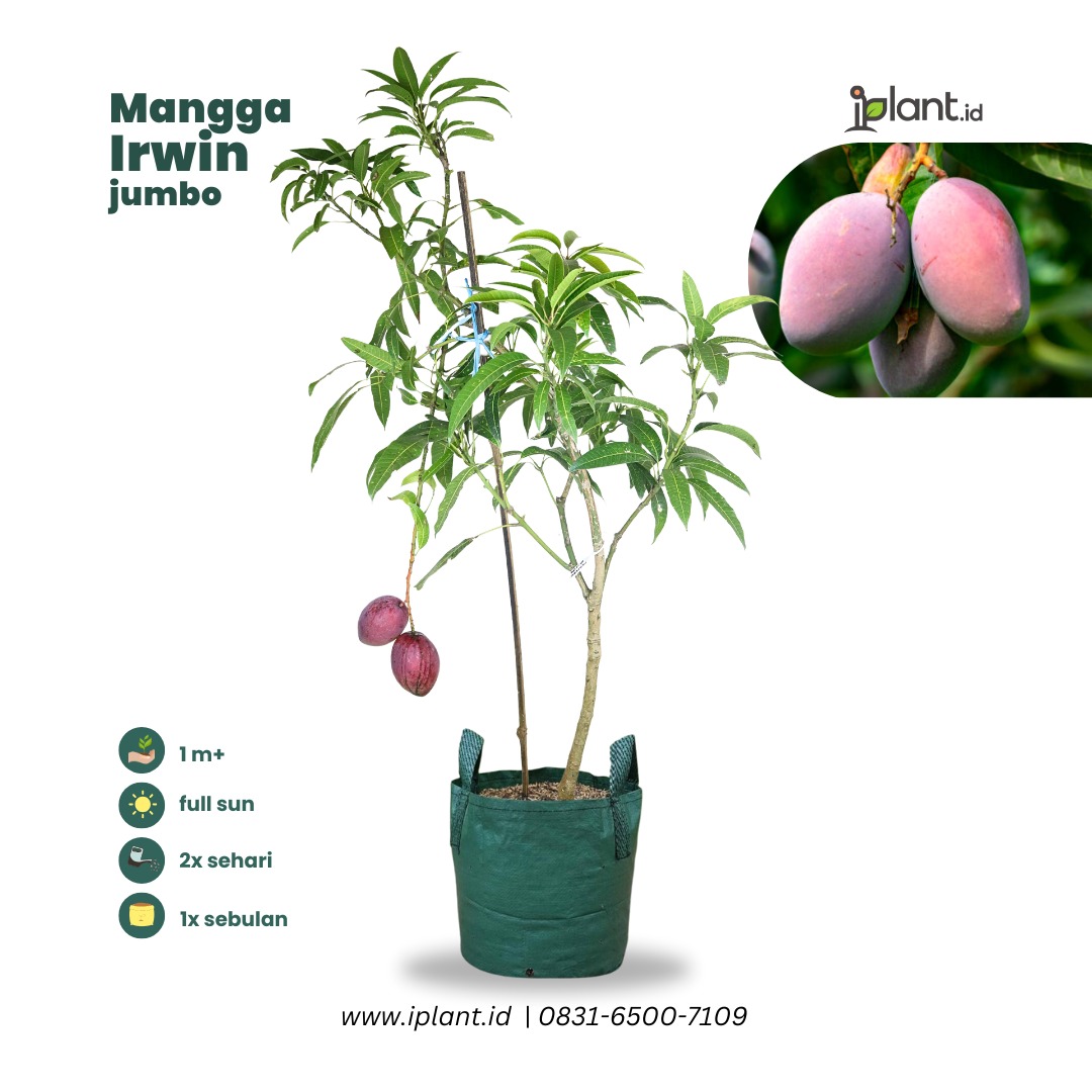 Mangga Irwin (Jumbo)